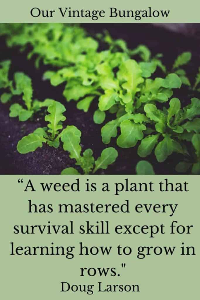 70 Funny & Inspiring Vegetable Gardening Quotes - Our Vintage Bungalow